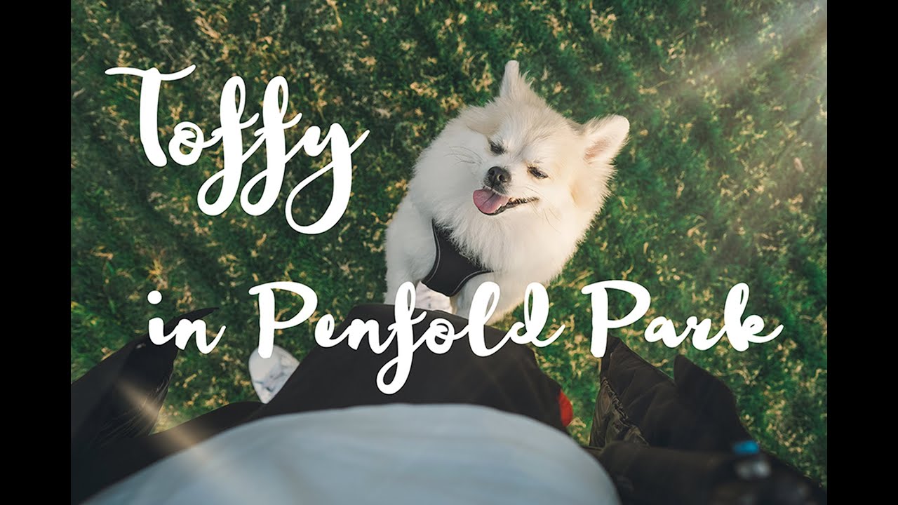 【VLOG】帶狗狗去彭福公園玩，Toffy驚大狗定驚D乜？ Dog Walking in Penfold Park.Toffy is ...