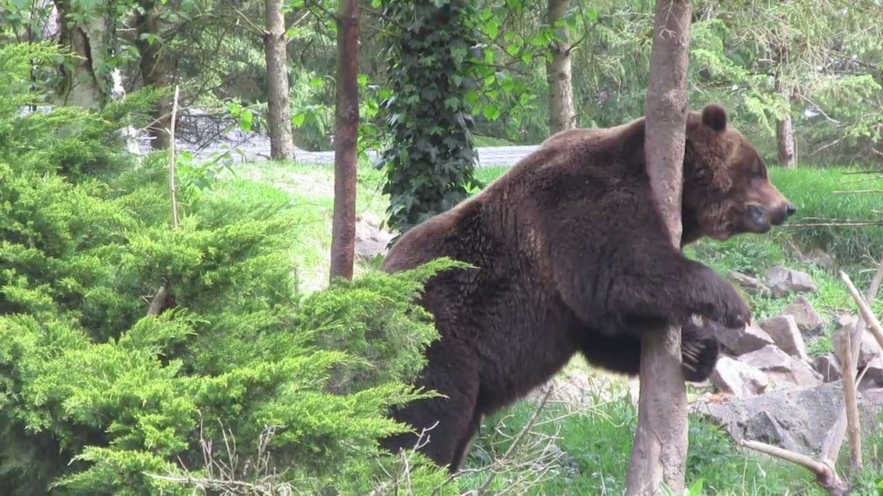 Itchy Back Bear at the Seattle Zoo 2016 - YouTube