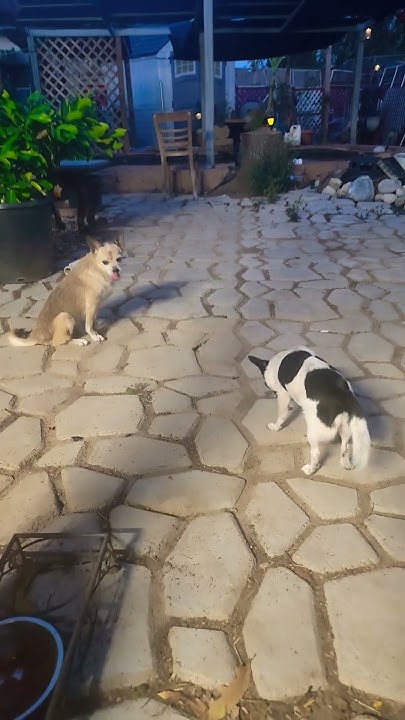 #586: Mấy em chó chê dog food, chỉ chờ đồ ăn của chủ #shorts # ...