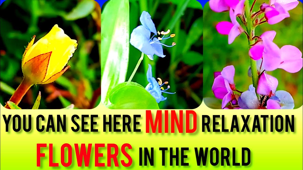Mind relaxation flowers,nature views and beautiful nature in the world ...