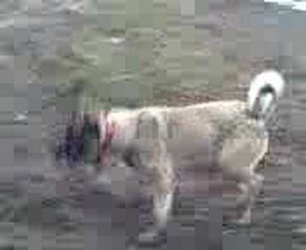 kangal köpek felaket ALEV