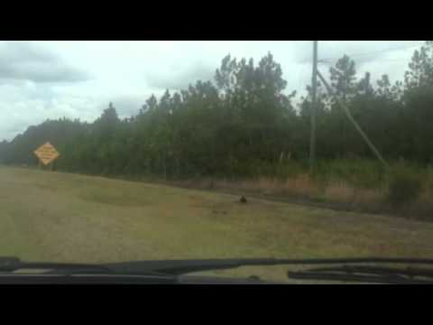 Buzzard eating road kill - YouTube