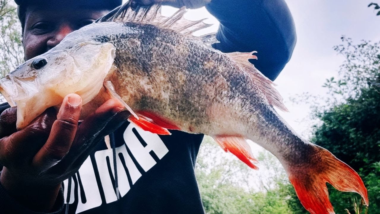 The Most Amazing Perch vs. Pike Attack | Nature's Predatory Drama | The Fishing Daddy - YouTube