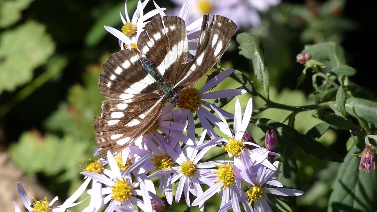 Pallas' Sailer Butterfly Visits Wild Aster Flowers 240fps - YouTube