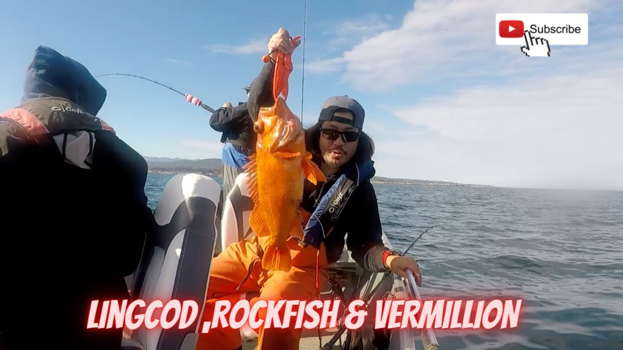 Lingcod Rock Fish Giants Vermillion Monterey Bay California #fishing ...