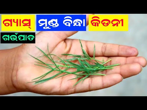 ଦୁବ ଘାସର ୧୦ଟି ଚମତ୍କାରି ଫାଇଦା ( ଗ୍ୟାସ,ମୁଣ୍ଡବିନ୍ଧା,ଗର୍ଭପାତ ) ୧୦୦ ରୋଗ ...