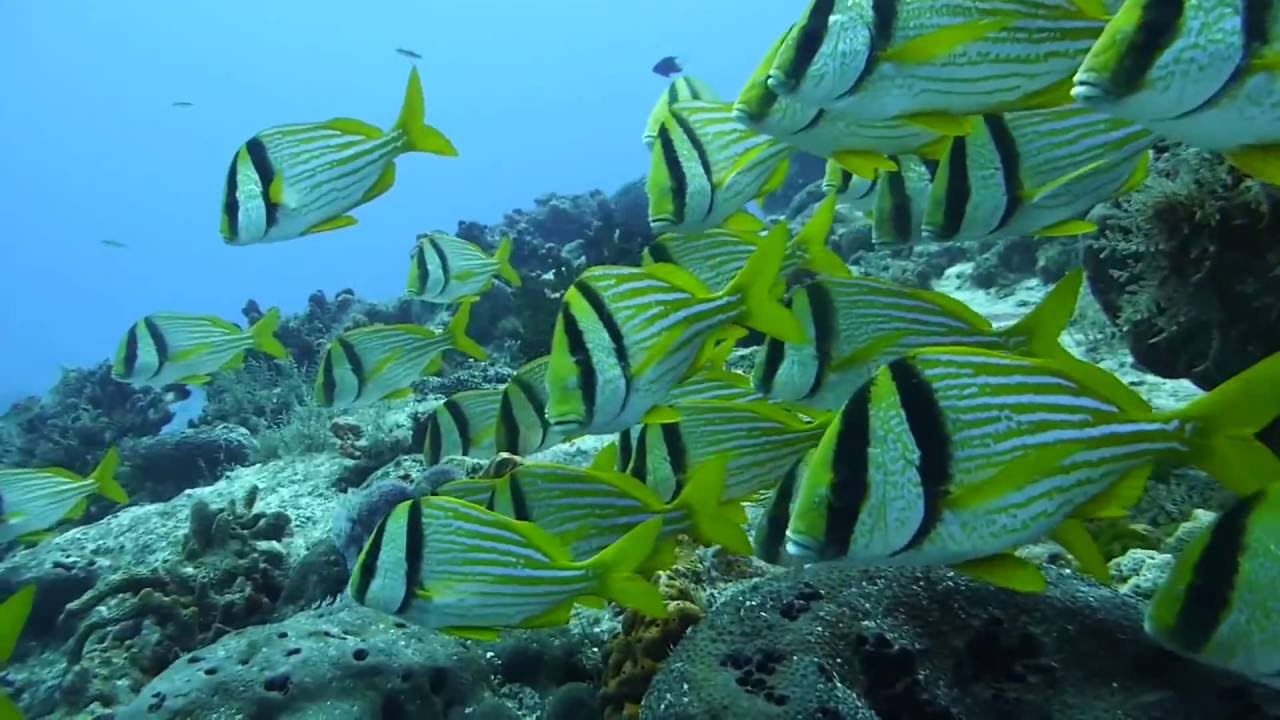 The Alive Sea - YouTube