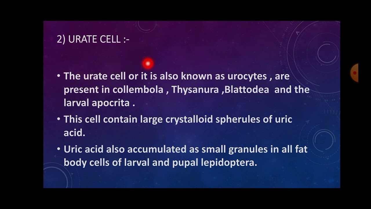 Fat body //insect physiology & biochemistry// by - Singar pooja ...