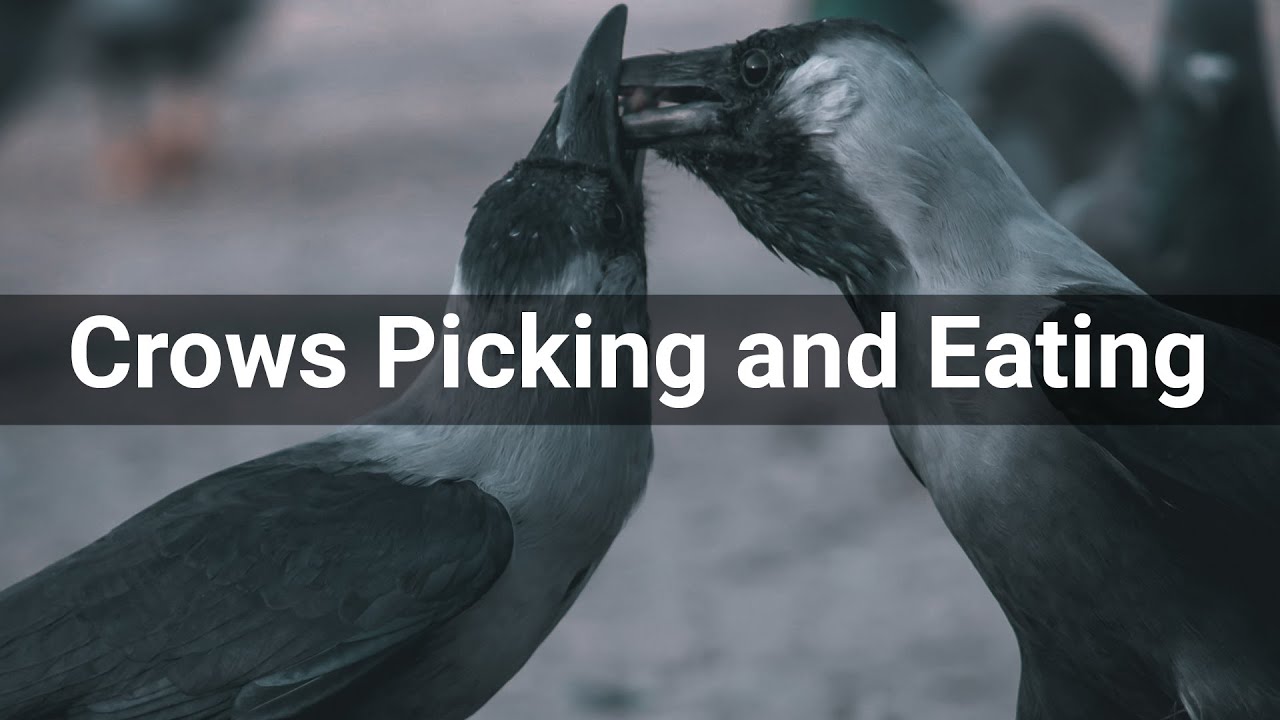 Crows Picking and Eating • Animals • Sounds Effects (No Copyright ...