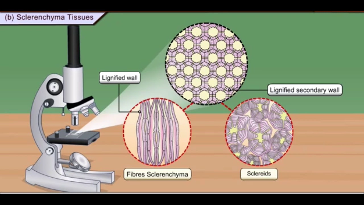 lab-mannual-ex-14-class-9-youtube