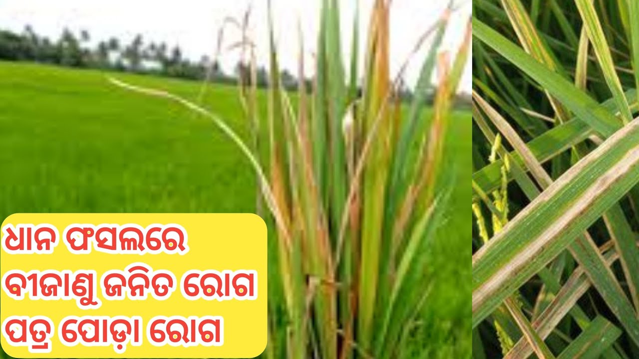 Paddy disease Bacterial Leaf Blight/How to Control BLB in Rice ଧାନ ...