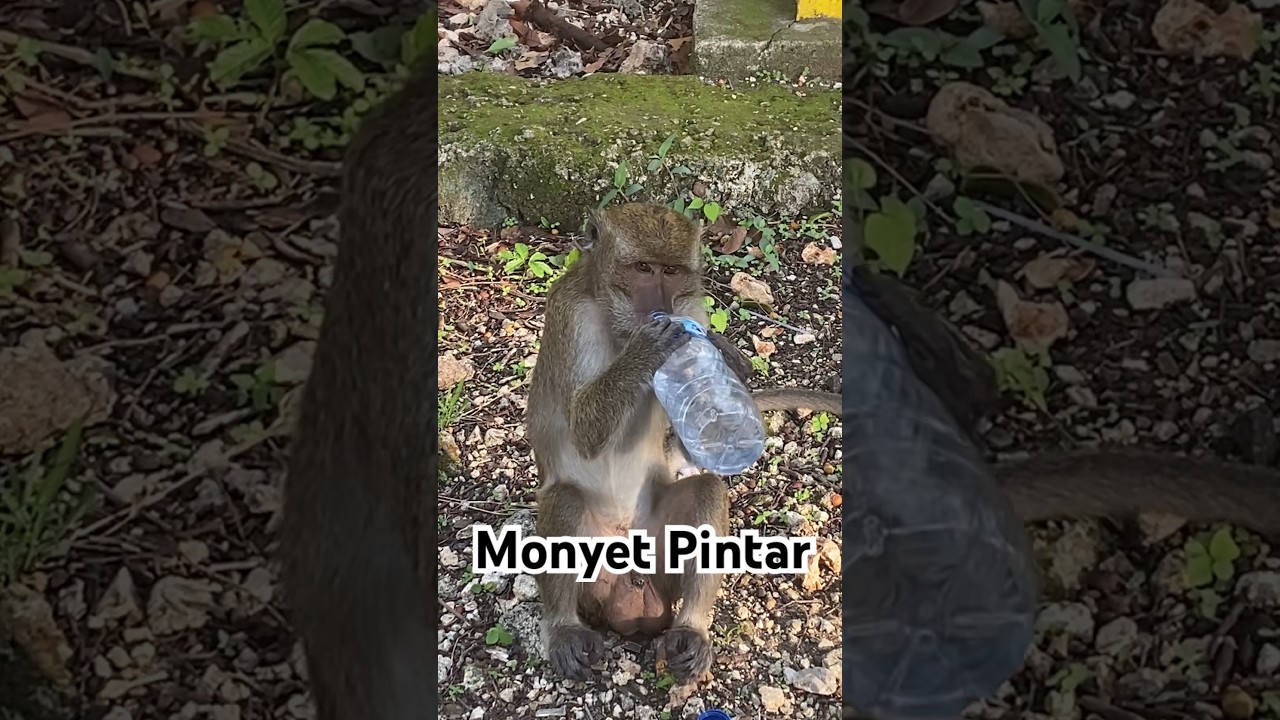 MONYET PINTAR - YouTube