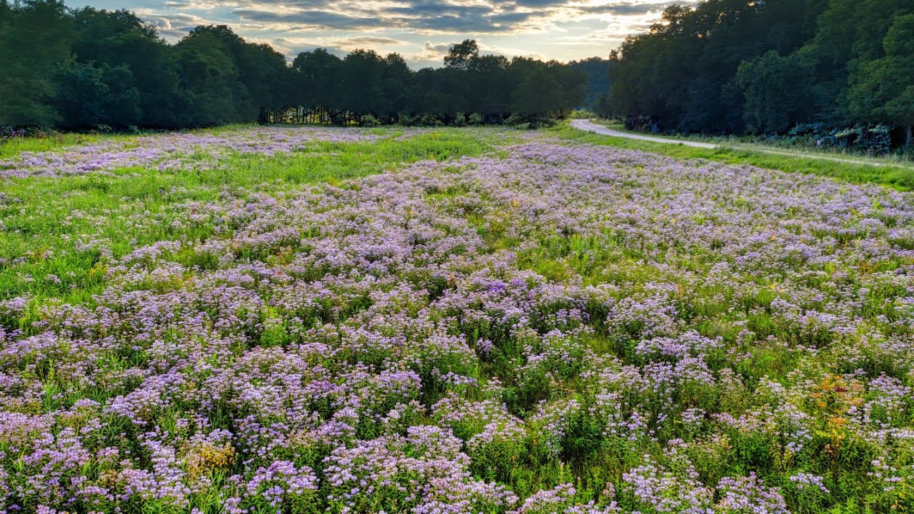 Aerial footage of flower field - Drone Shot - 2min Relaxing Video - YouTube