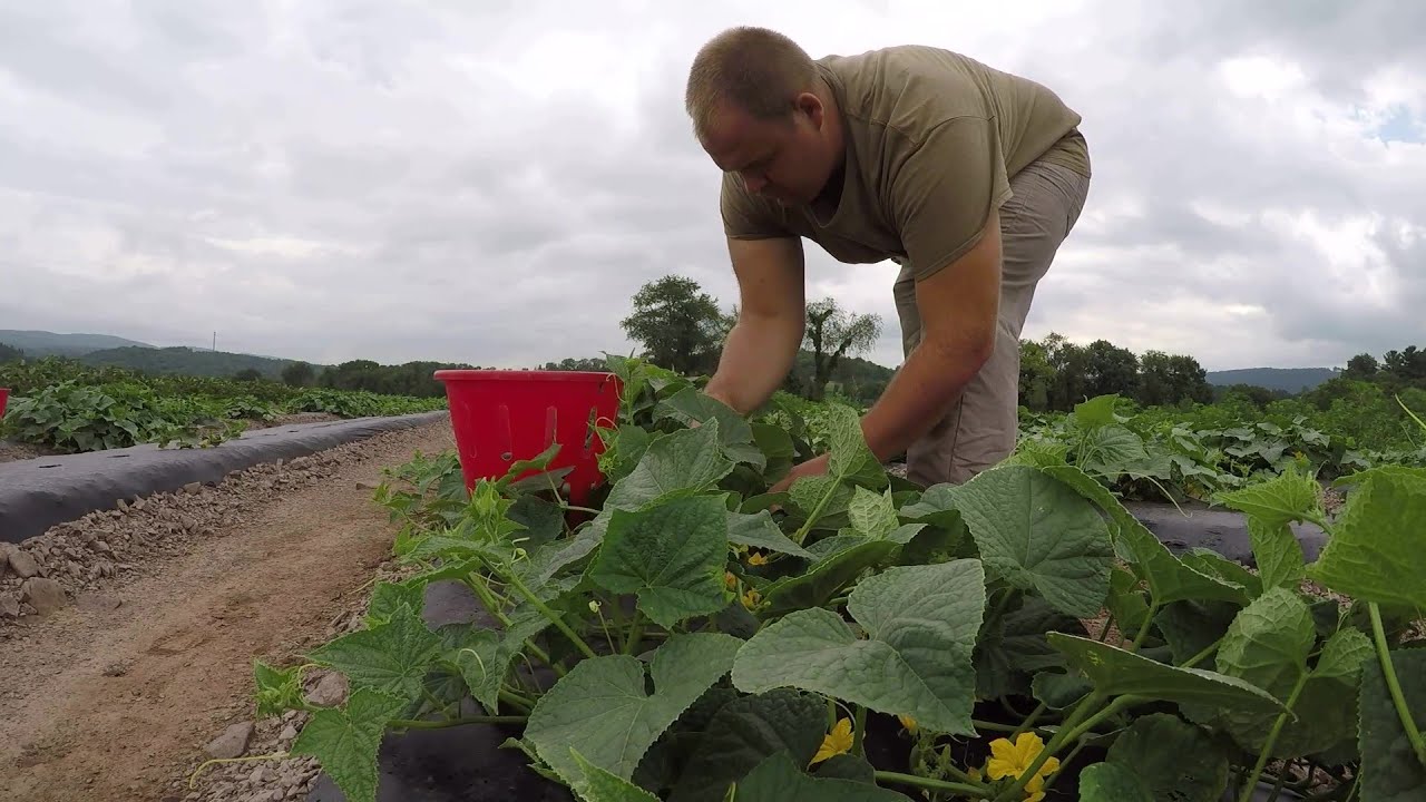 DO VEGETABLE FARMERS HAND PICK EVERYTHING? - YouTube