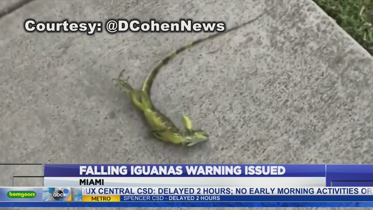 National Weather Service issues falling iguana warning - YouTube