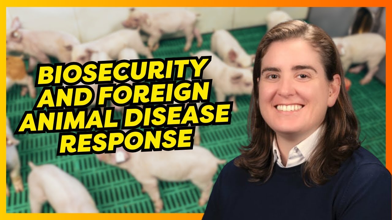 Dr. Marisa Rotolo: Swine Disease Research Task Force - YouTube