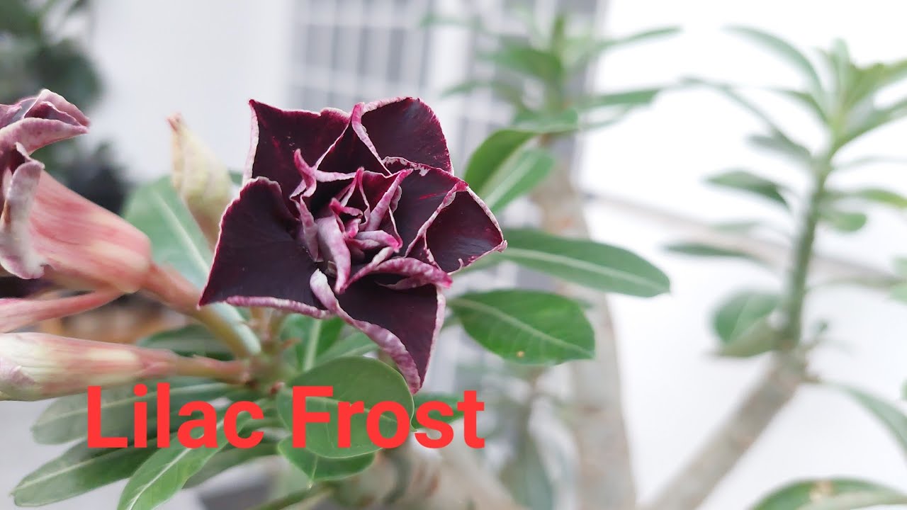 Adenium bunga tumpuk#Lilac frost - YouTube