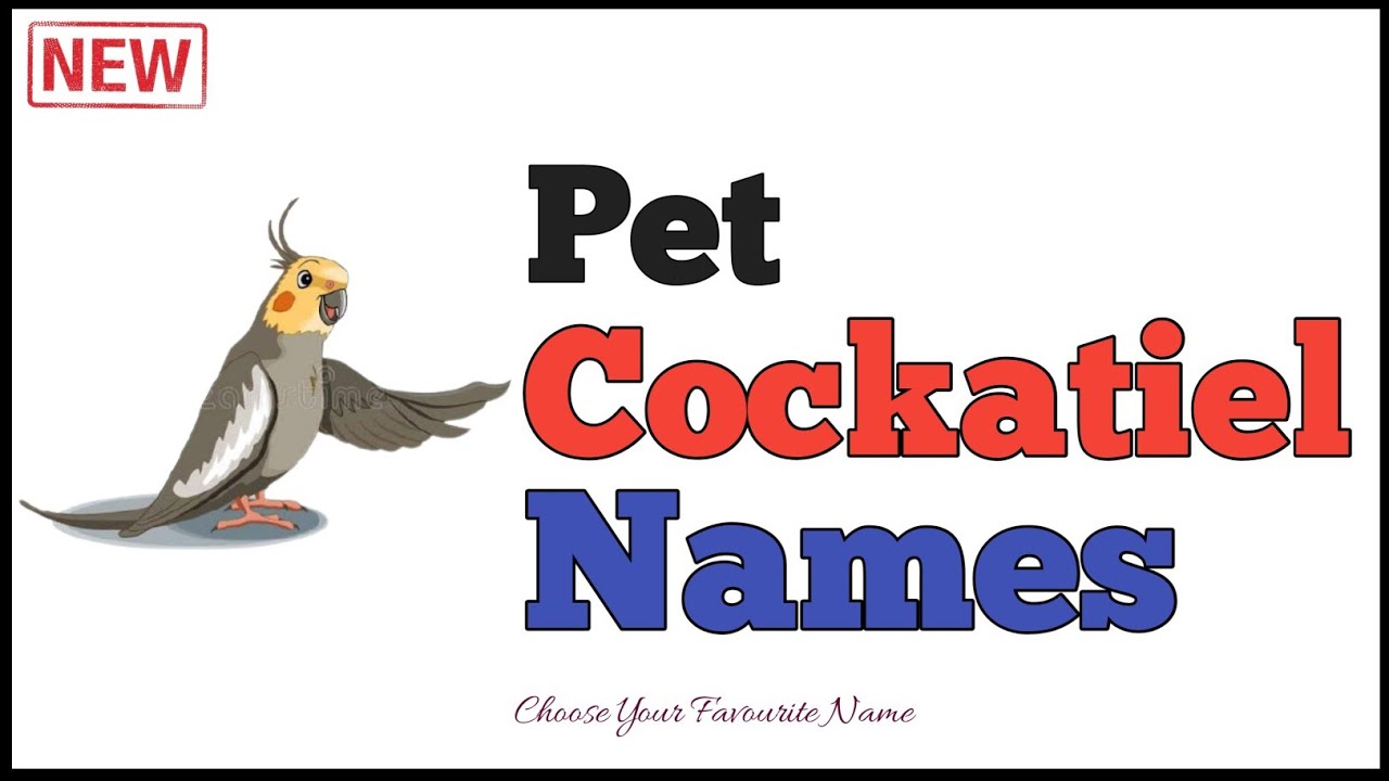 Top 30 Favourite Cockatiel Names || Pet Bird Names || Top 30 Names of ...