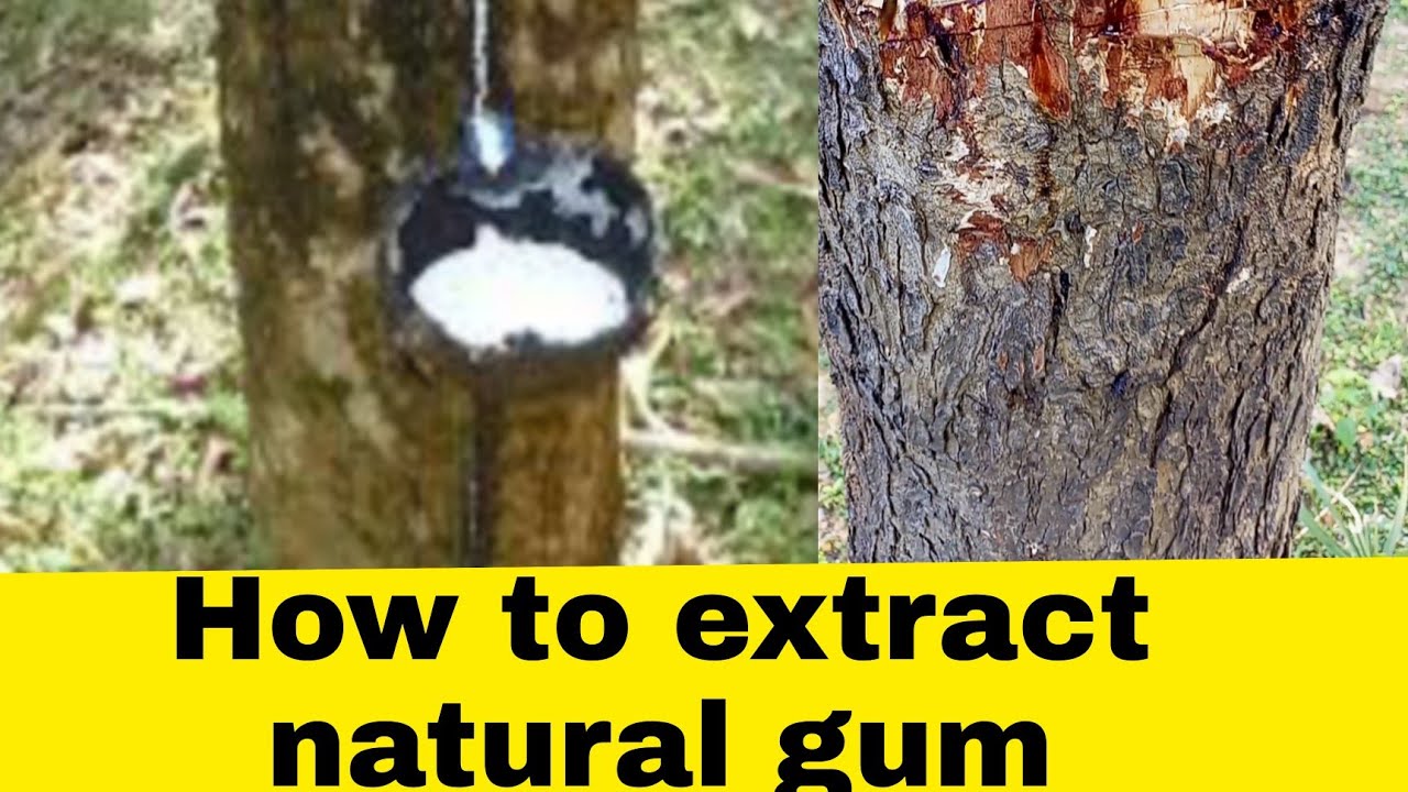 Extracting of Natural gum from Neem tree - YouTube