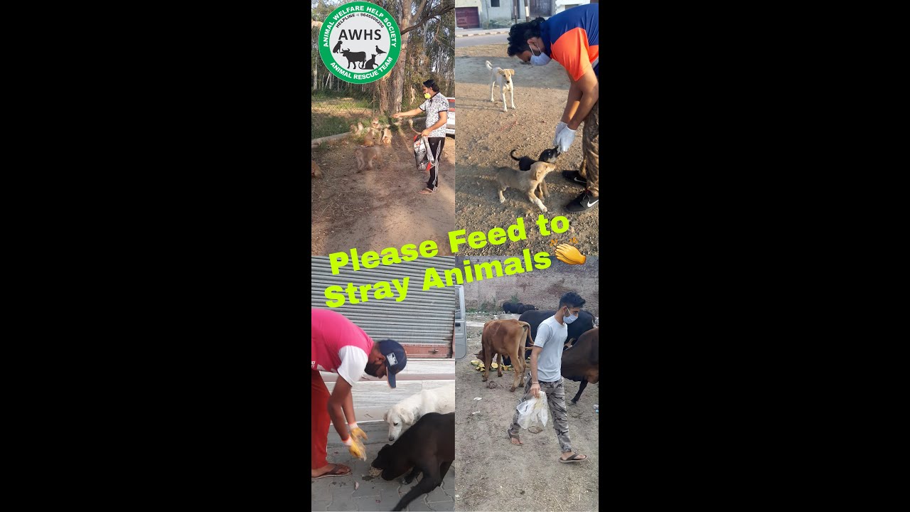 Please Feed Them👏 - YouTube
