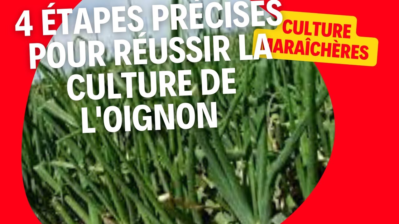 Culture maraîchères :les étapes pour réussir la culture de l'oignon ...