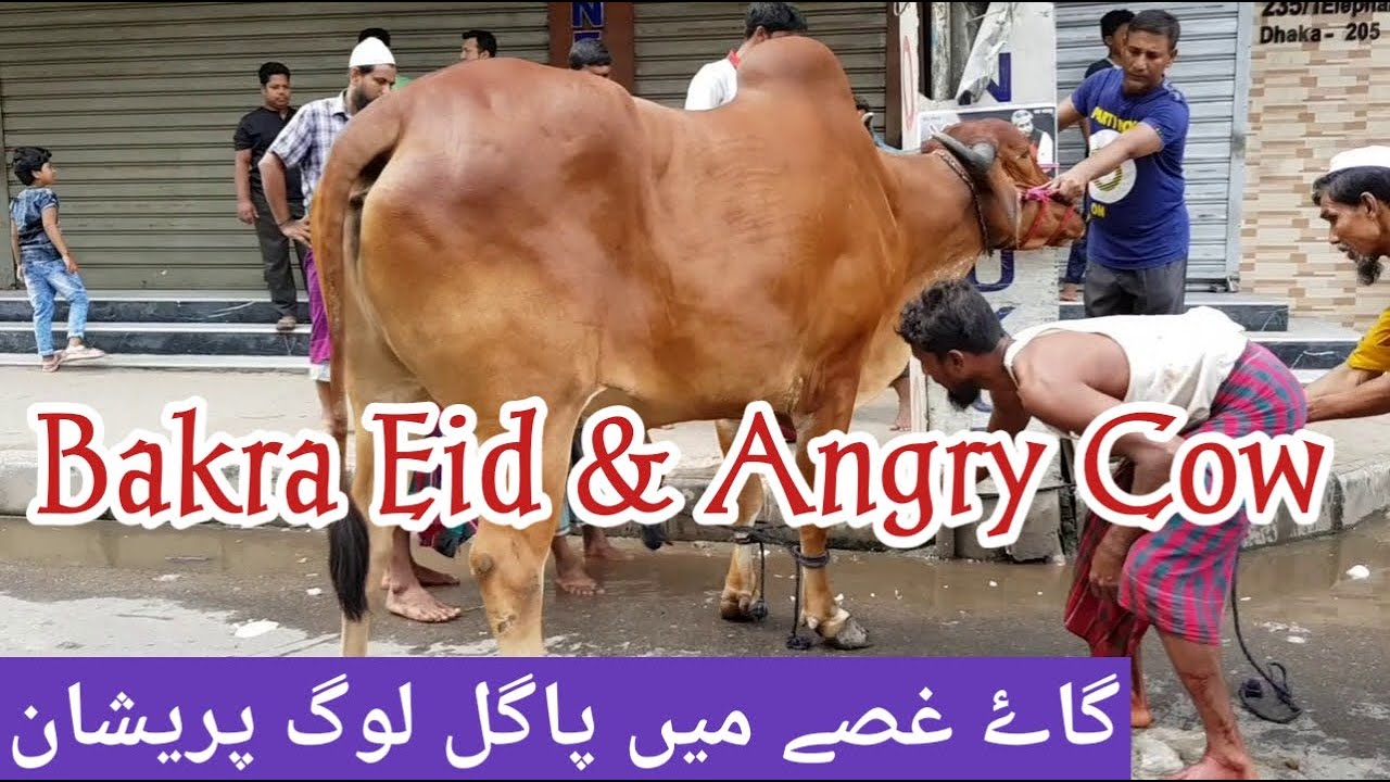 Angry Cow In Sanda Road | Angry Cow Qurbani 2022 in Pakistan | Cow Run ...