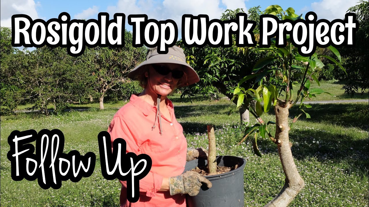 Rosigold Top Work Project Follow Up - YouTube
