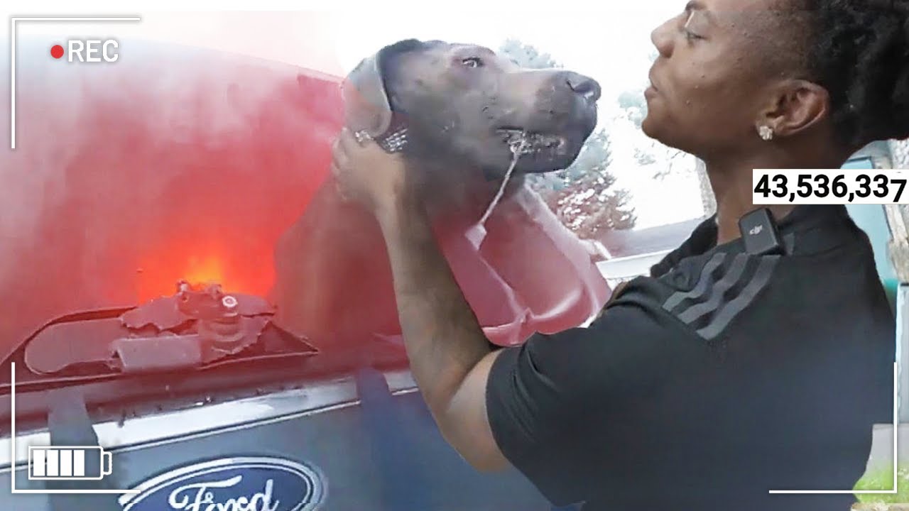 15 Times Streamers RESCUED Animals While Live! - YouTube