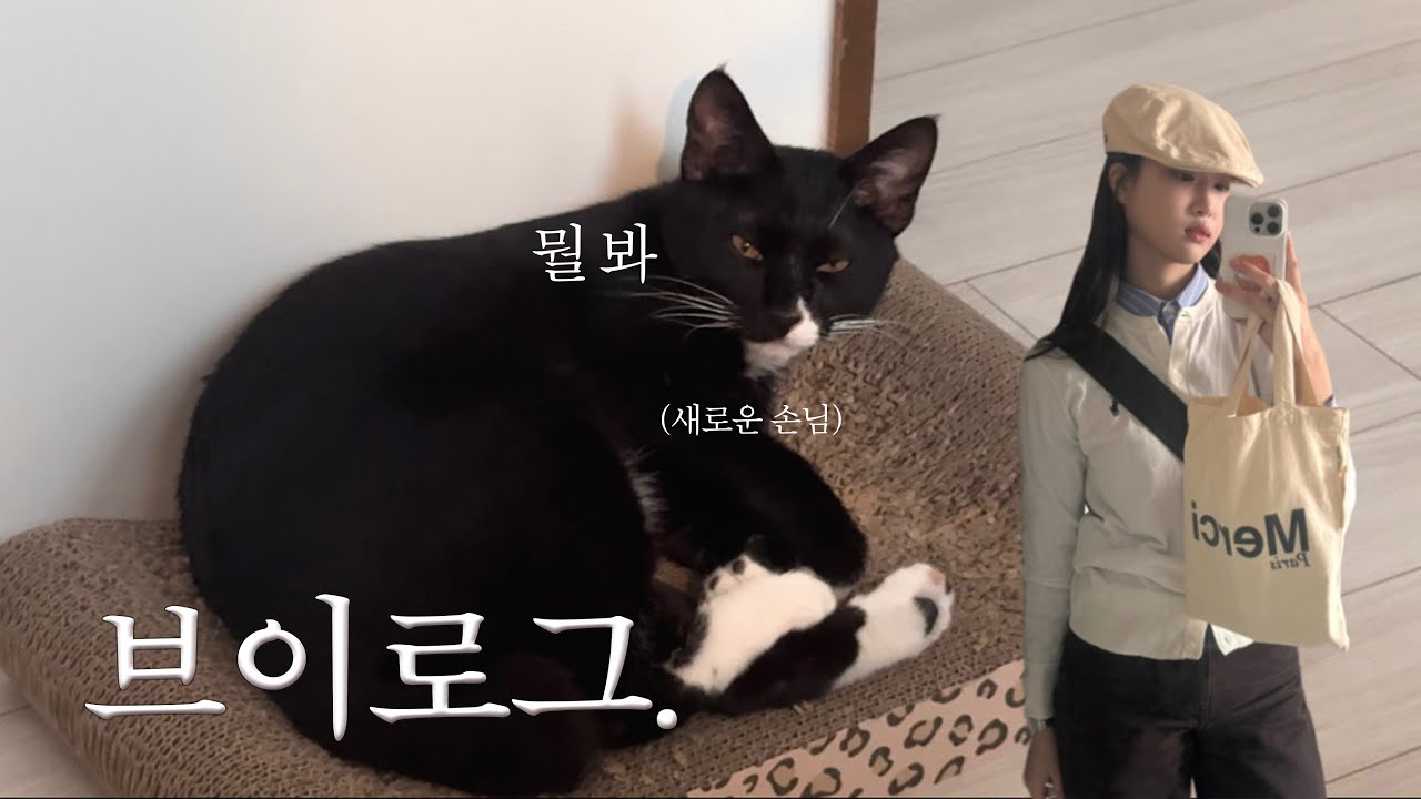 Vlog 고양이 케어 생각보다 만만치 않아🐈⬛ 디발리쎄 데일리백 감샌드위치🍊 졸업 전시를 준비하는 ㄴr단풍