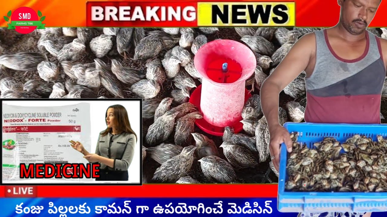 కంజు పిల్లలకు ఎన్నో రకాల రోగాల నుంచి రక్షించే అద్భుతమైన మెడిసిన్ NEODOX ...