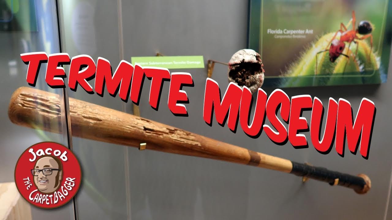 Museum Inspired by Termites - Cook Museum of Natural Sciences - YouTube