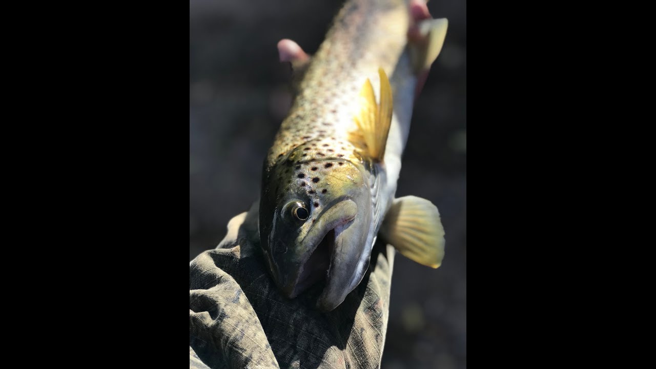 19 INCH BROWN TROUT!! PLATTE RIVER FISHING!! - YouTube