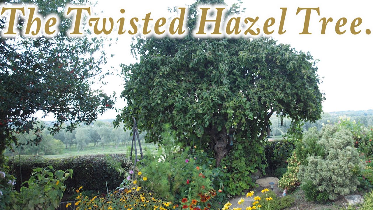 The Twisted Hazel Tree - YouTube