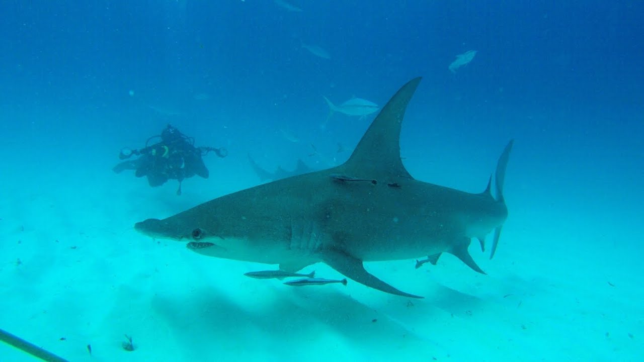 Shark Diving in Bimini - Special Edition for www.malcolmnobbs.com - YouTube