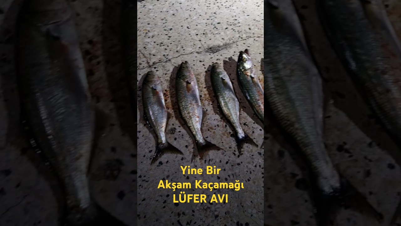 İstanbul Lüfer Avı #turna #turnaavı #lüfer #lüferavı #bluefish # ...