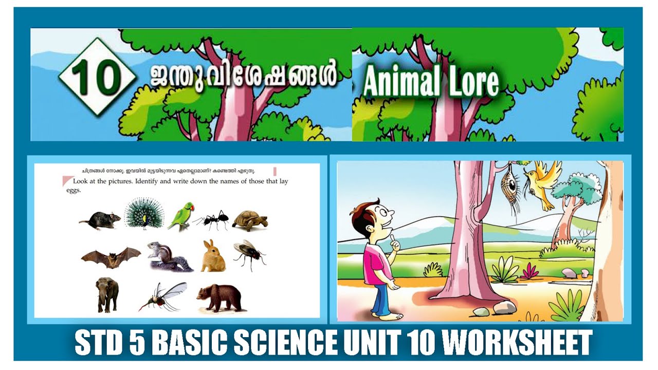 STD 5 Basic Science Unit 10 Animal Lore SCERT Kite Victers Class 5 Basic Science Worksheet And std-5-basic-science-unit-10-animal-lore-scert-kite-victers-class-5-basic-science-worksheet-and
