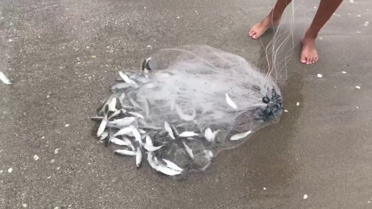 Catching Finger Mullet in a Cast Net Mullet Run 2017 - YouTube