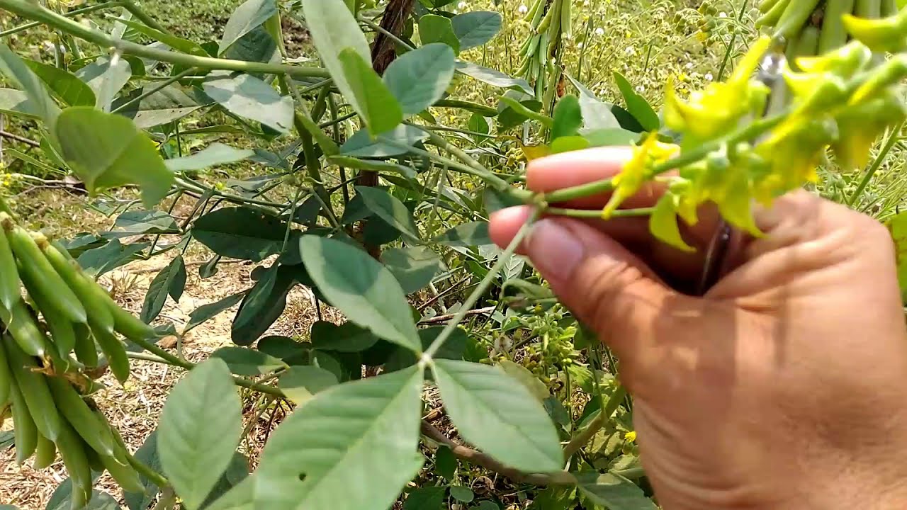 Fabaceae..... Botany Practical ## NCERT.... XI... Page... 78....79 ...