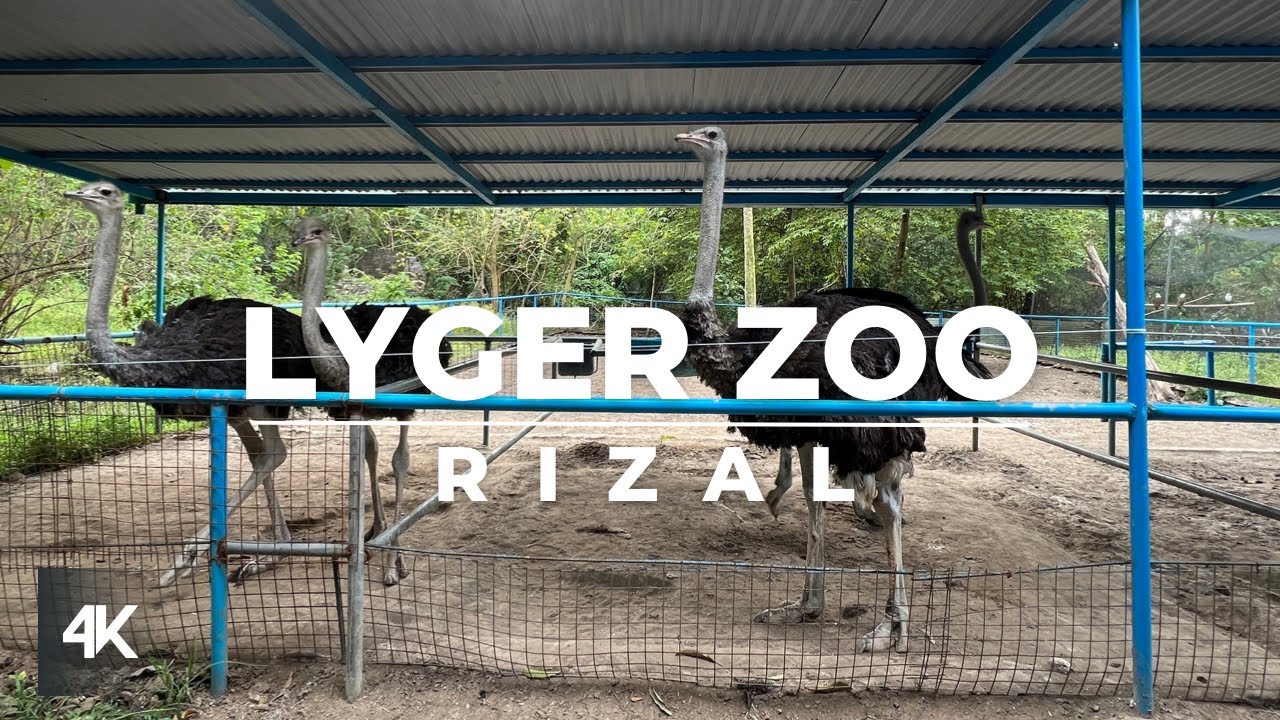 Lyger Zoo | BEST ZOO In The Philippines!!? | Walking Tour | 4K | ETV Walking Tour - YouTube