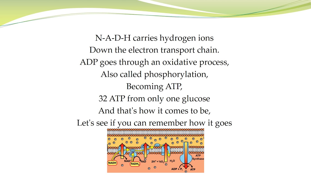 Cellular Respiration Song - YouTube