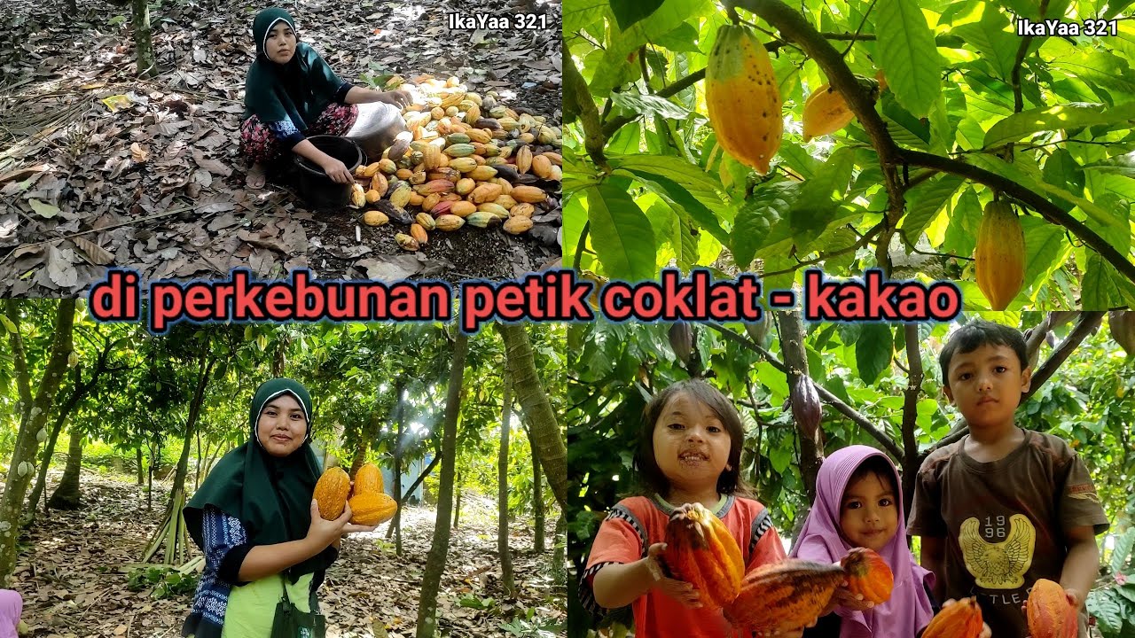 Panen buah coklat kakao‼️di kebun milik orang tua ku || part 1 - YouTube
