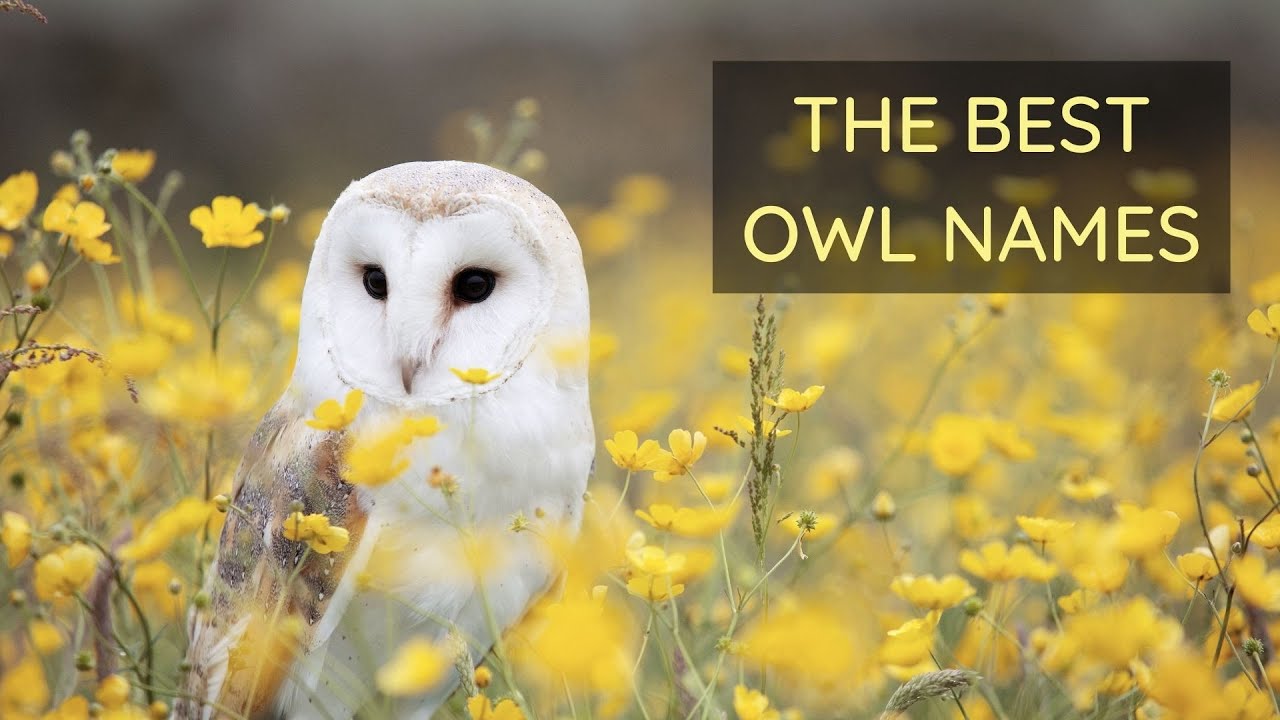 62 Owl Names That Will Make You Want To Take Flight For Male Female 62-owl-names-that-will-make-you-want-to-take-flight-for-male-female