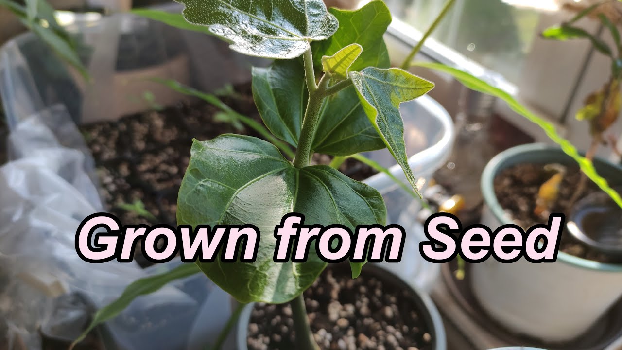 Growing Candlenut Trees from Seed - Tips and Tricks - YouTube