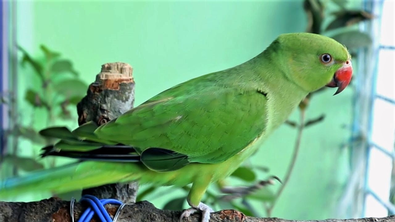 Loud Parrot Chirping | Natural Parrot Sounds | Parrot Calling Sounds ...