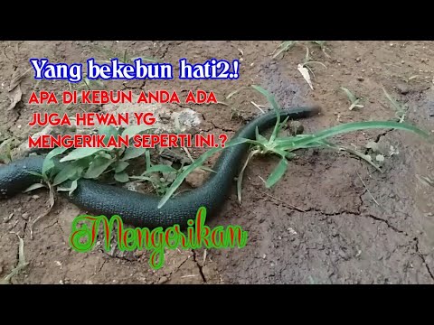 Lintah raksasa||hewan mengerikan. - YouTube