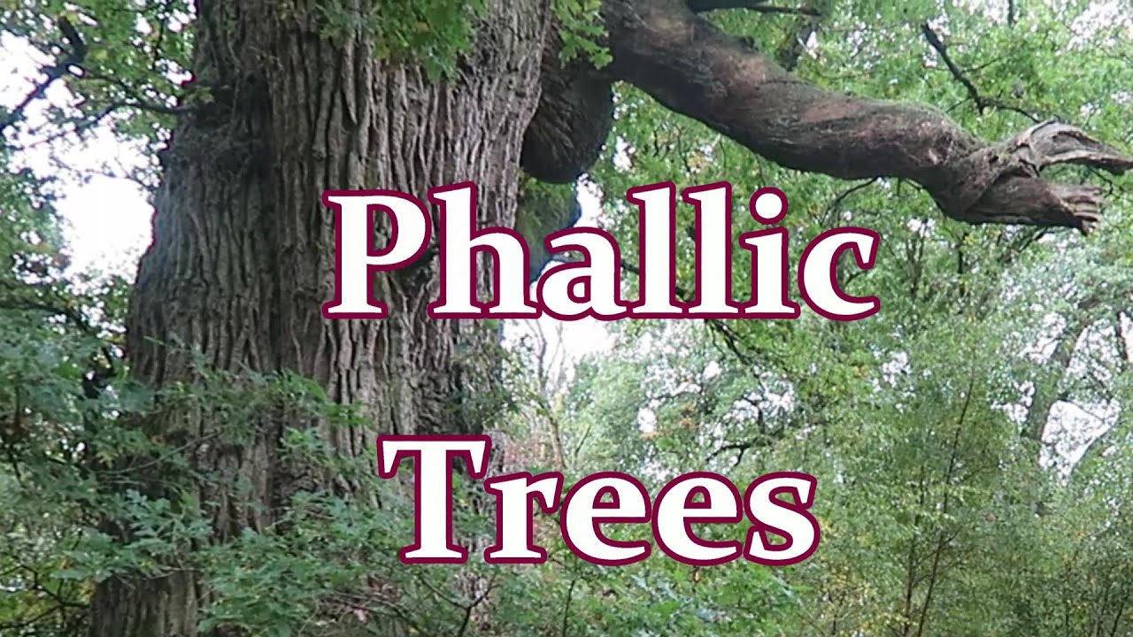 Phallic Trees | Erotic Nature - YouTube