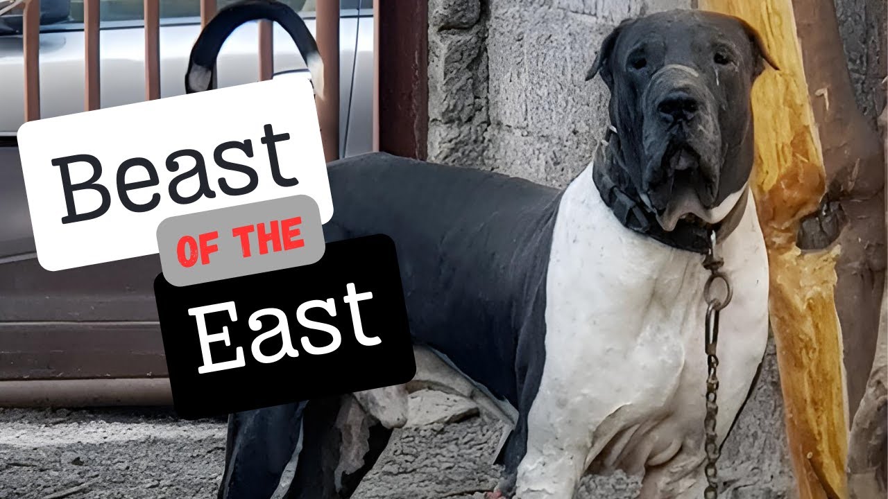 Bully Kutta " The BEAST of the EAST " #bullykutta - YouTube