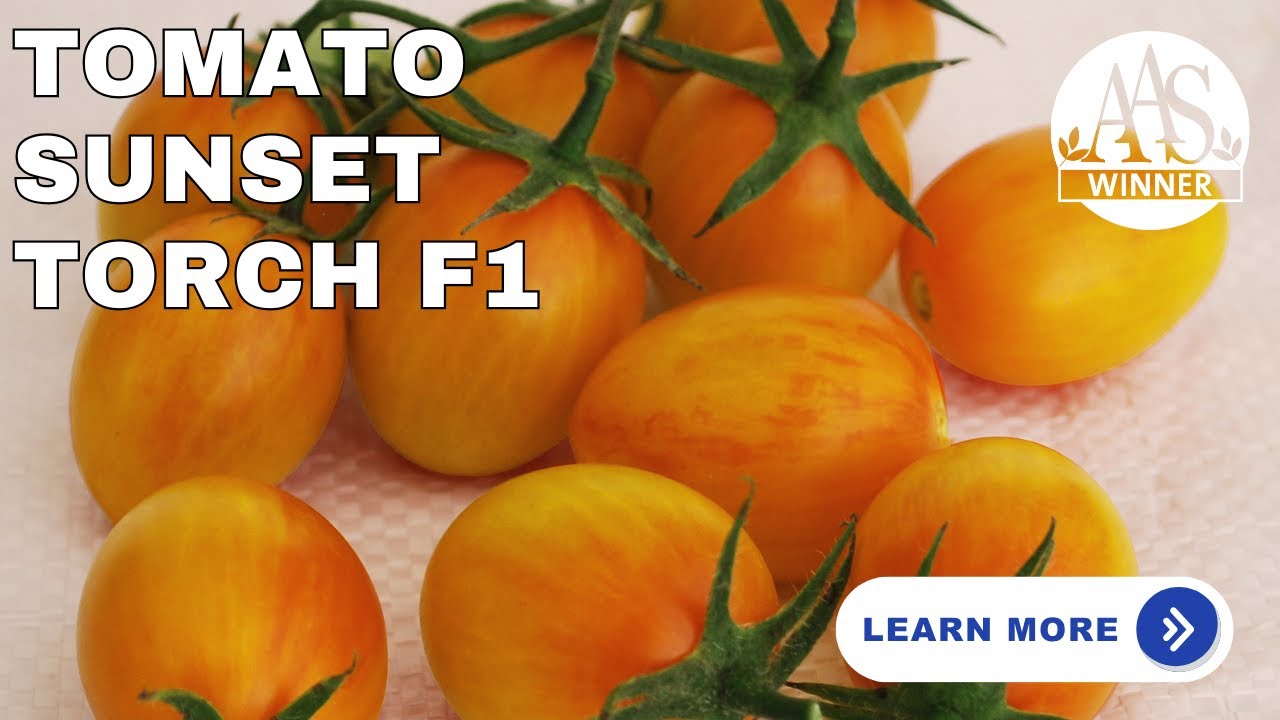 How to Grow Sunset Torch Tomato 🌞 | Rare Tomato Variety with Amazing ...