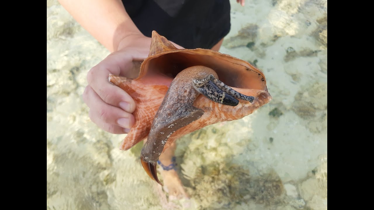 Session 6 - Live from an ocean lab in the Bahamas! Cape Eleuthera ...