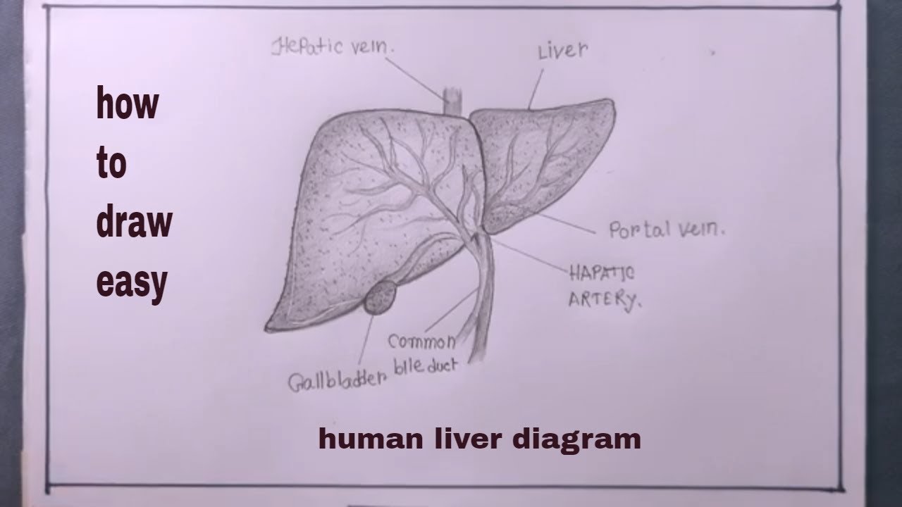 How to draw human liver drawing easily/Human liver diagram || Amazing ...